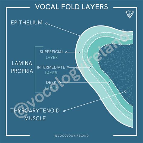Vocal Fold Layers