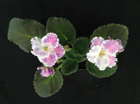 Amour Elite African Violets
