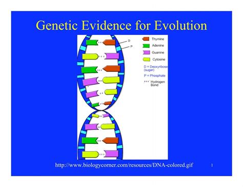 Genetic Evidence For Evolution