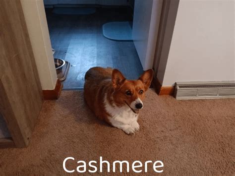 My 14yo Corgi Is Showing Possible Signs Of Degenerative Myelopathy R