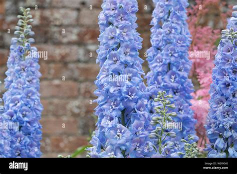 Light Blue Delphinium Delphinium Against A Stone Wall In The Herbaceous Border At Waterperry