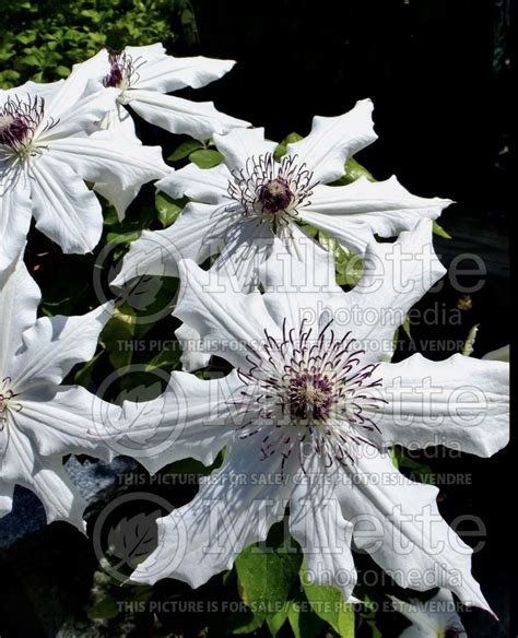 Photo Of Clematis Vancouver Fragrant Star Clematis