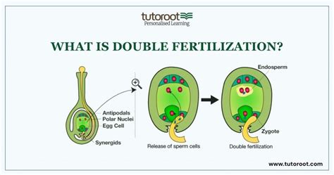 What Is Double Fertilization Definition Diagram Significance