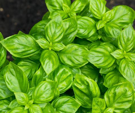 Organic Genovese Basil Seeds Northern Seeds