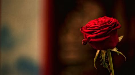 Rose Desktop Wallpapers Top Free Rose Desktop Backgrounds