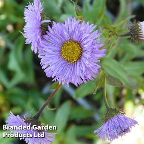 Erigeron Speciosus Azure Fairy Dobies