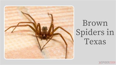 Brown Spiders Types Regions Identification With Picture