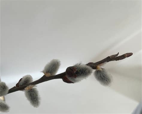 What To Do About Bugs On My Pussy Willow 🐞