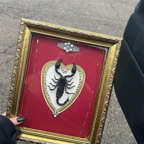 Aularches Punctuates Spotted Grasshopper Indonesia Large Black And Red Striped Abdomen Papered