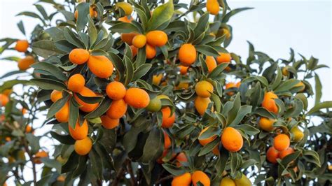 Je Veľmi Zdravý Maličké Plody Vám Dodajú Vitamíny I Minerály Jedlá Je Aj šupka Super Ovocie