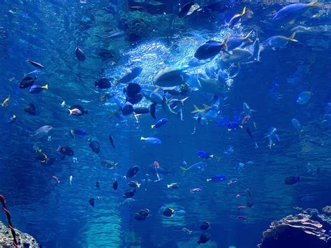 21 Reasons To Visit The California Academy Of Sciences