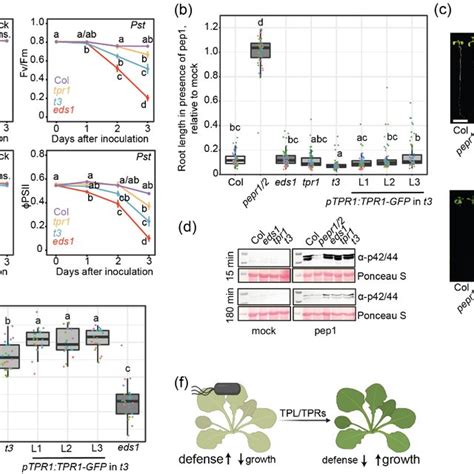role of arabidopsis tpl tprs in restricting of bacteria triggered host