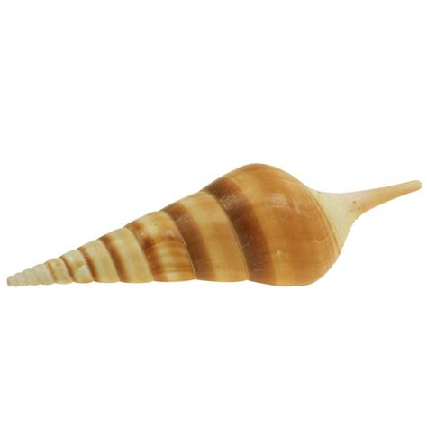 Uk Deco Maritime Snail Shell Pointed 1kg 496059 Uk Deco Maritime Snail Shell Pointed 1kg 496059