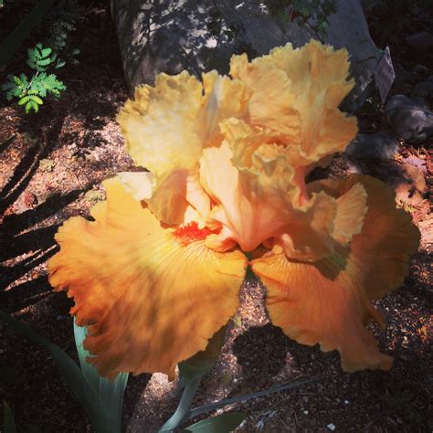 Iris Rainbow Goddess Mermaidcamp