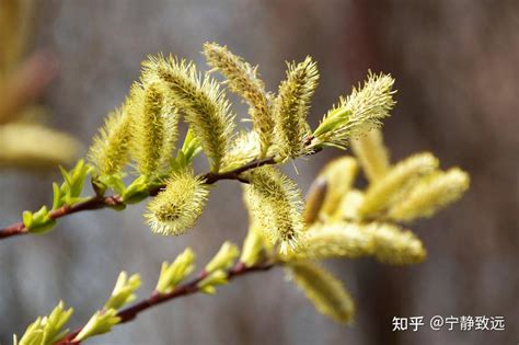 漫天飞舞的柳絮 知乎