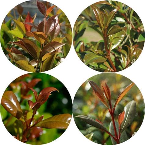 Which Lilly Pilly Is Best For Leaf Colour Australian Plants Online