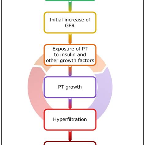 Hypothesis Of The Development Of Diabetes Induced Hyperfiltration