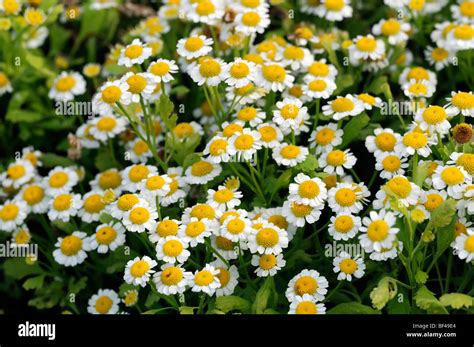 Pyrethrum Aureum Golden Moss Bed Display Flowers Tanacetum