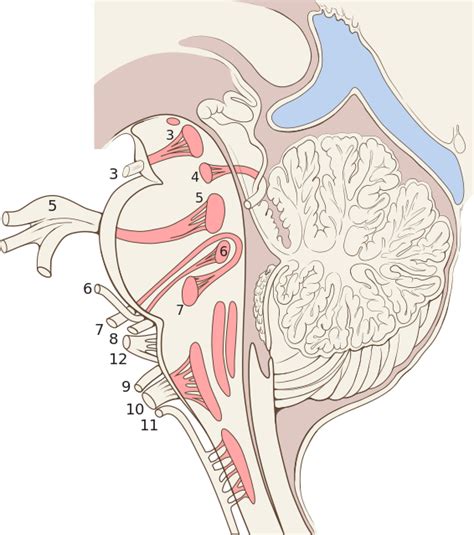 Labeled Brain Stem Model Brainstem Definition Anatomy Parts