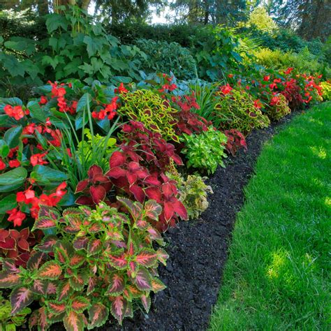 Jacksonville Plant Nursey Plants And Flowers Tagged Shrubs