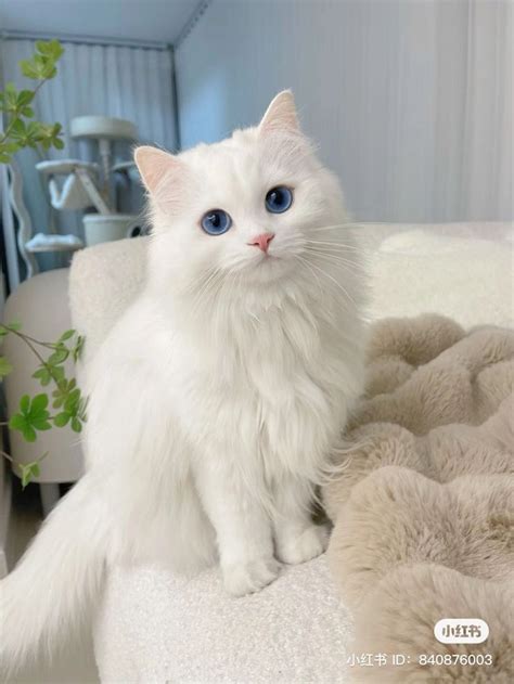 Cute Cats Breed Pretty White Cats Artofit