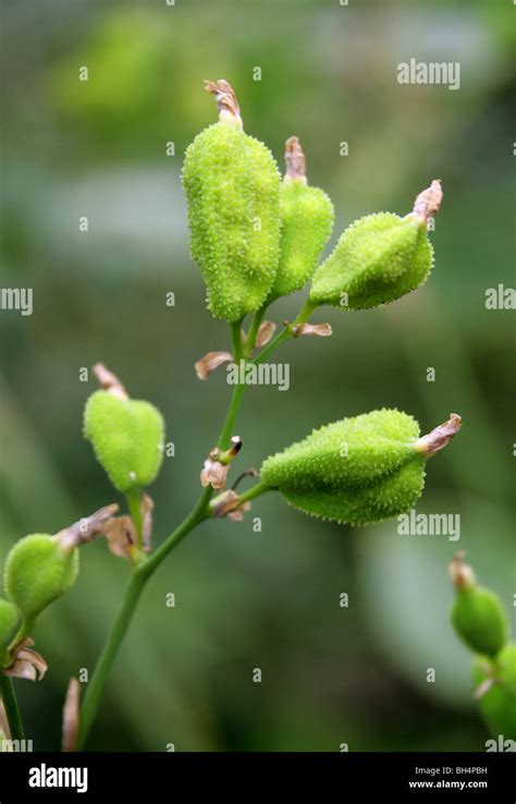 Seed Pods Of The Edible Canna Lily English Shot Queensland Arrowroot