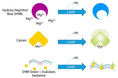 Principles And Applications Of Loop Mediated Isothermal Amplification To Point Of Care Tests Pmc