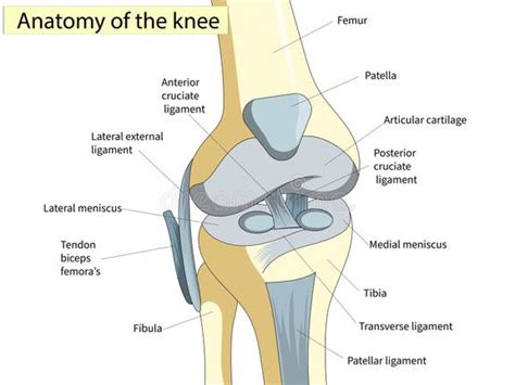 Anatomy Knee Joint Cross Section Showing The Major Parts Which Made