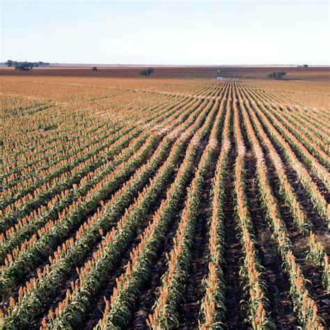 Datascience Cropestimates Precisionagriculture Agtech Agriculture