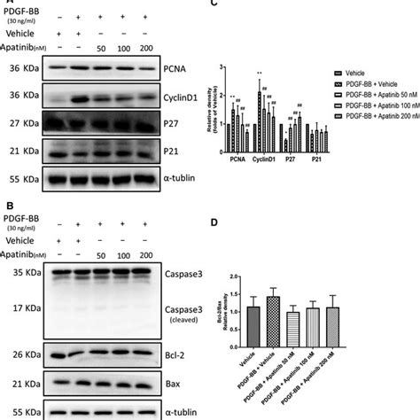 Effect Of Apatinib On The Expression Of Cell Proliferation And Download Scientific Diagram