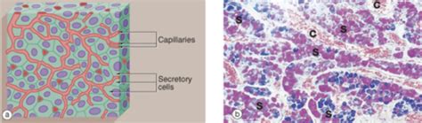 Histology Embryology Exam 4 Flashcards Quizlet