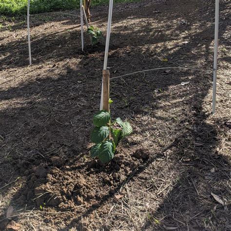 Best Passion Fruit Varieties