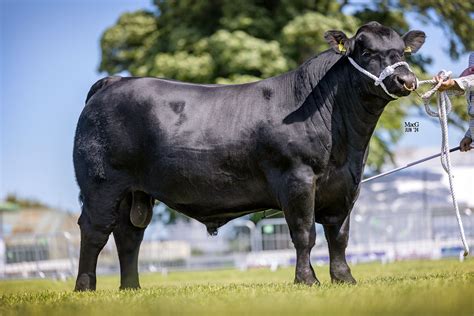 Royal Highland Show 2024 Results And Gallery Aberdeen Angus Cattle Society