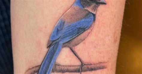 Scrub Jay Tattoos Tattoofilter