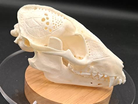 Handcrafted Racoon Skull Etsy