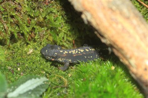 Sword Tail Newt Stock Image Image Of Amphibian Nature 371559855