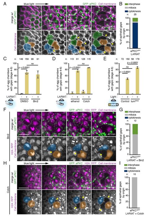 Cell Division Challenges Tissue Cohesion Upon Apkc Inactivation