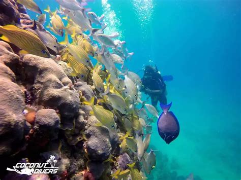 ᐉscuba Diving Cancun By Coconut Divers Top Dive Center 2026