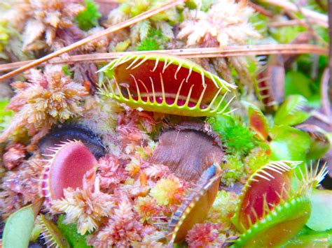 Hiking North Carolinas Venus Flytrap Trail