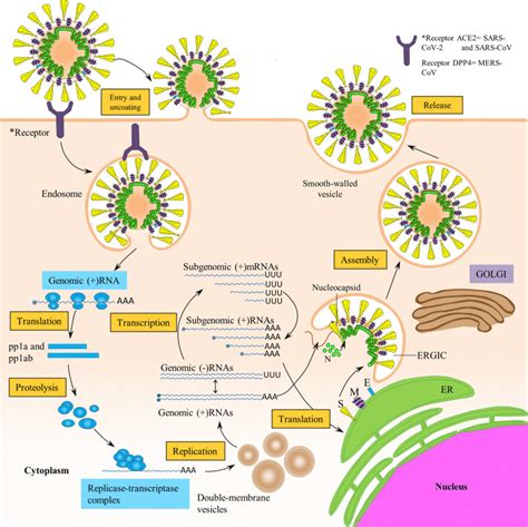 Plant Virus Replication