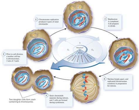 Biology Chapter 16 Flashcards Quizlet