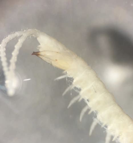 Entomology Lab Practical 1 Flashcards Quizlet