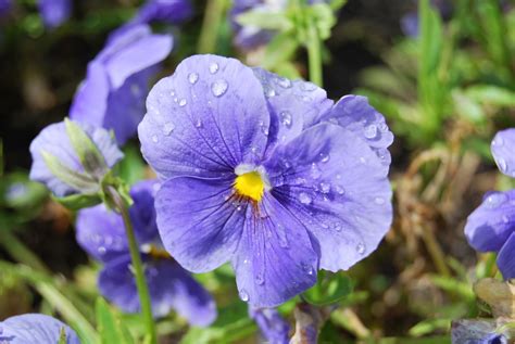 무료 이미지 자연 들 생각 식물학 플로라 야생화 눈 제비꽃 비올라 매크로 사진 팬지 꽃 피는 식물 연간