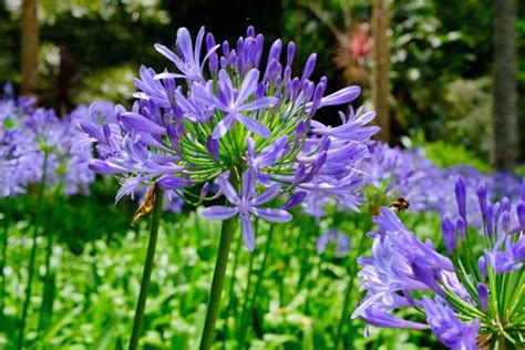 20 Stunning Bush With Purple Flowers To Add Vibrance To Your Garden