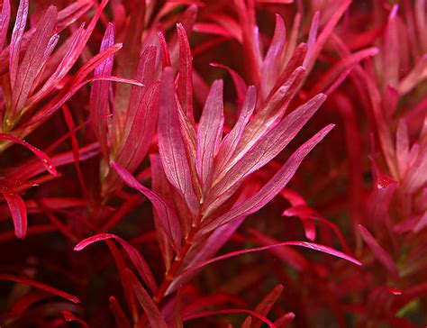 Rotala Rotundifolia Singapore Blood Red Aquasabi Aquascaping Shop