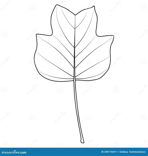 Tulip Poplar Or Liriodendron Tulipifera Leaf Outline Coloring Book