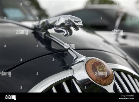 Leaping Jaguar Hood Ornament On Vintage Jag At Scottish Borders