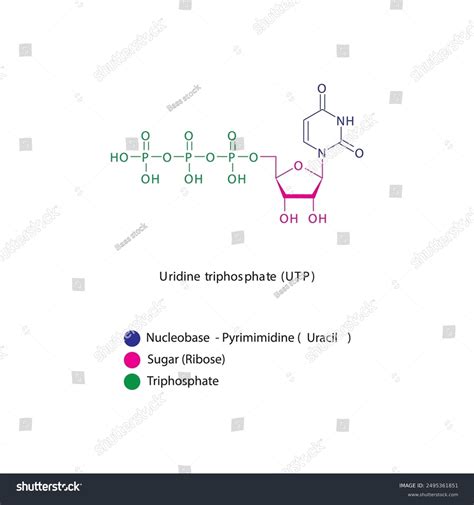 Uridine Triphosphate Utp Skeletal Structure Schematic Stock Vector