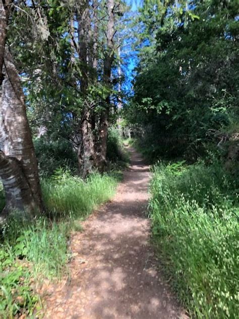 Dipsea Trail Run Photos Marin County Ca Camelback Coaching