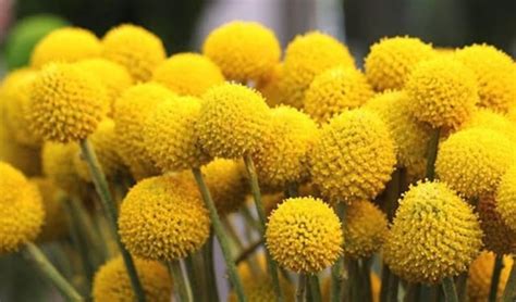 Craspedia Billy Buttons Billy Balls Wollyheads Drumstick Flowers 0
